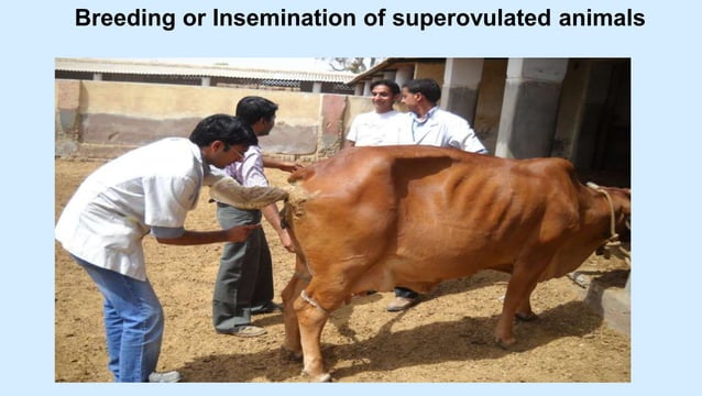Lecture 20 superovulation and embryo transfer in cattle | PDF ...