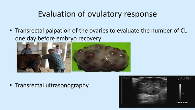 Lecture 20 superovulation and embryo transfer in cattle | PDF ...