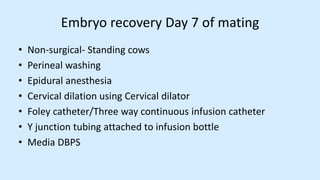 Lecture 20 superovulation and embryo transfer in cattle | PDF