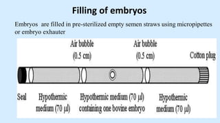 Lecture 20 superovulation and embryo transfer in cattle | PDF