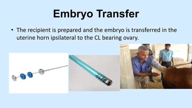 Lecture 20 superovulation and embryo transfer in cattle | PDF ...