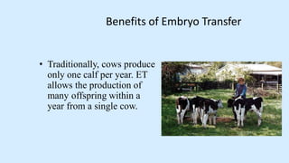 Lecture 20 superovulation and embryo transfer in cattle | PDF