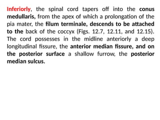 The muscles of the back lecture 21.pptx. | PPTX