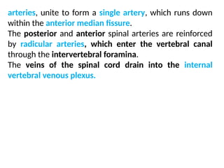 The muscles of the back lecture 21.pptx. | PPTX