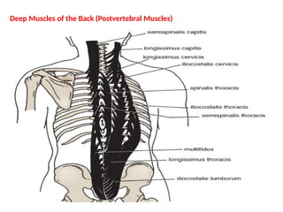 The muscles of the back lecture 21.pptx. | PPTX