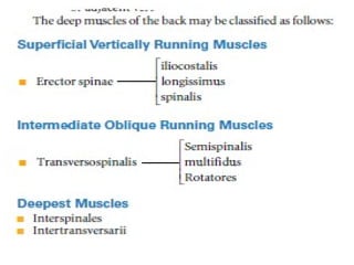 The muscles of the back lecture 21.pptx. | PPTX