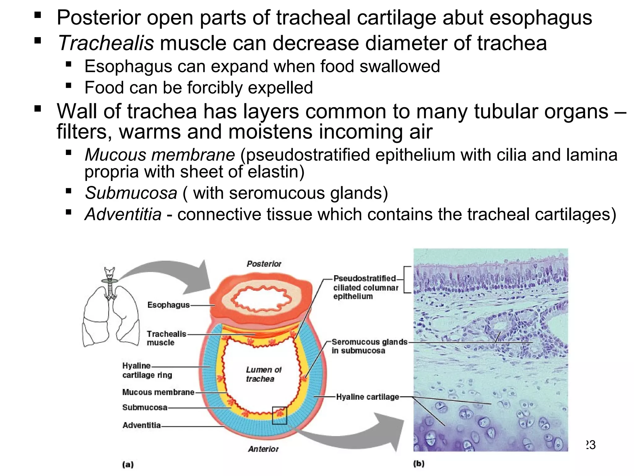 Lecture 21 respiratory system | PPT