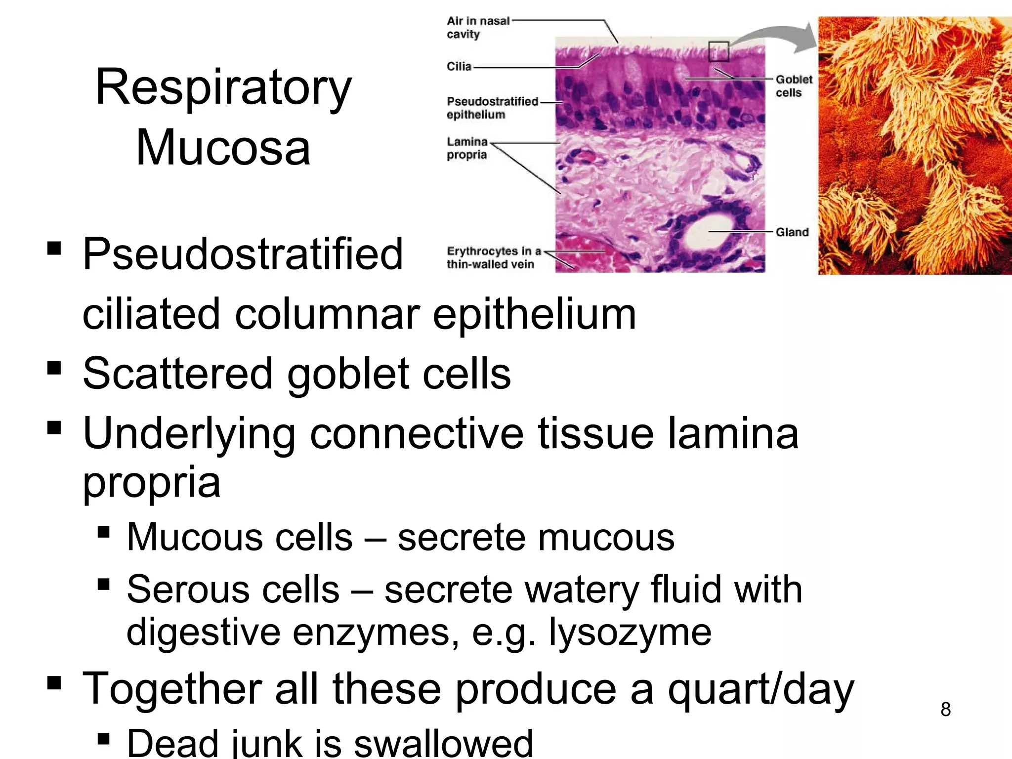 Lecture 21 respiratory system | PPT