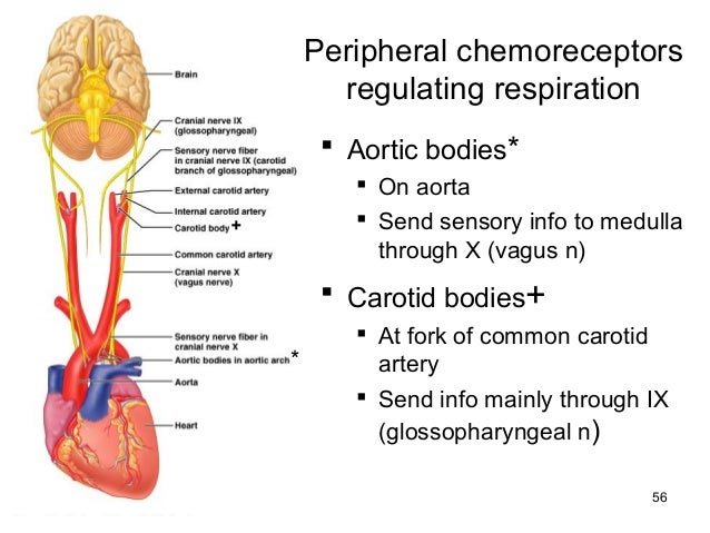 Lecture 21 respiratory system