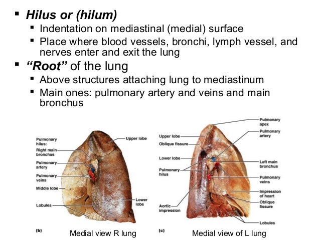 respiratory system