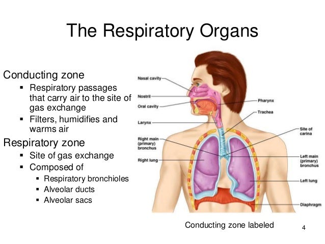 Lecture 21 respiratory system