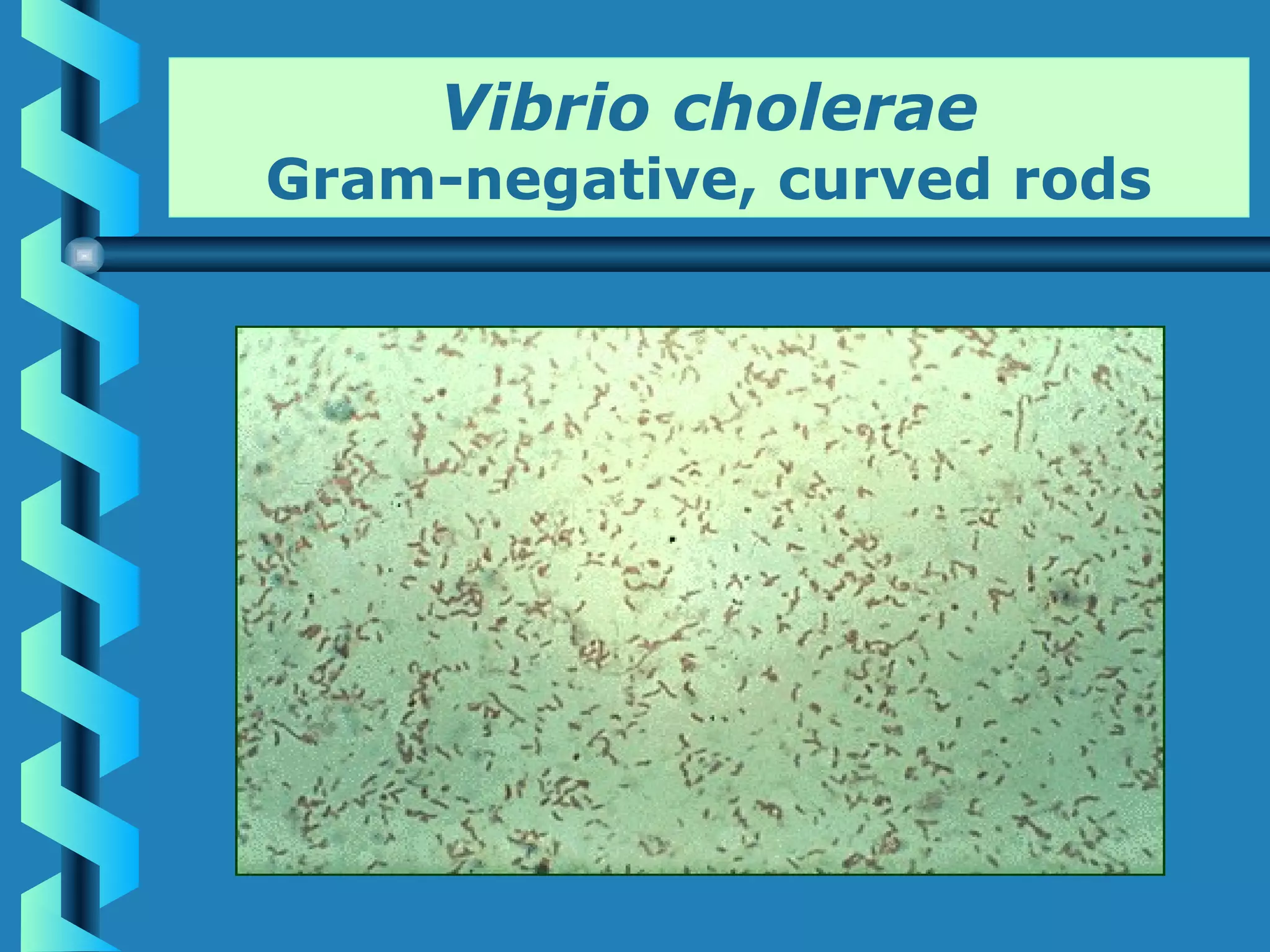Lecture 21 Vibrio cholerae | PPT
