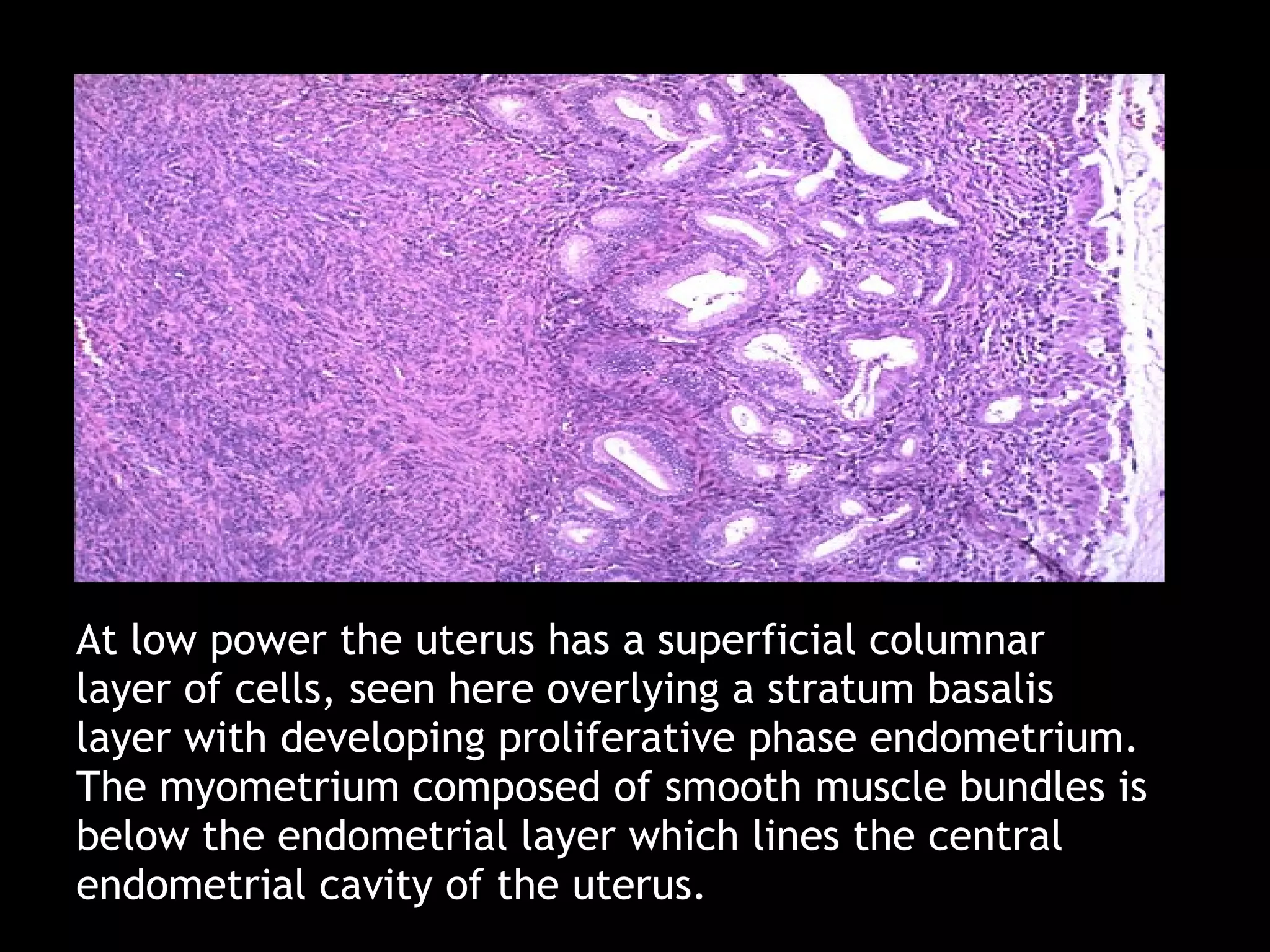 Histology Of Female Genital Tract | PPT