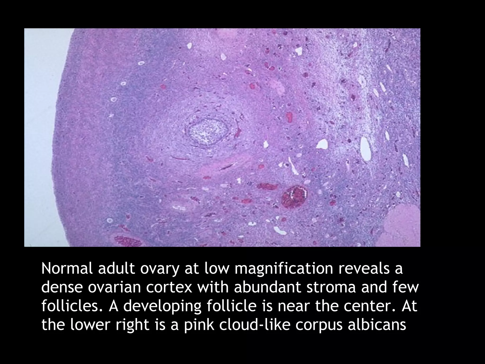 Histology Of Female Genital Tract | PPT