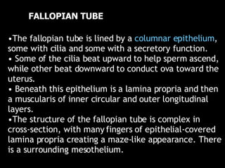 Histology Of Female Genital Tract | PPT