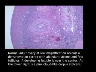 Histology Of Female Genital Tract | PPT