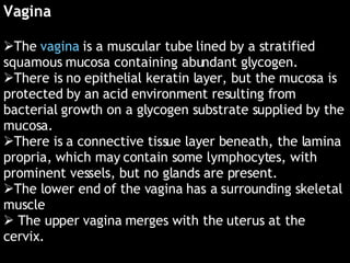 Histology Of Female Genital Tract | PPT