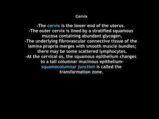 Histology Of Female Genital Tract | PPT