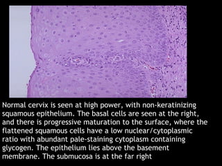 Histology Of Female Genital Tract | PPT