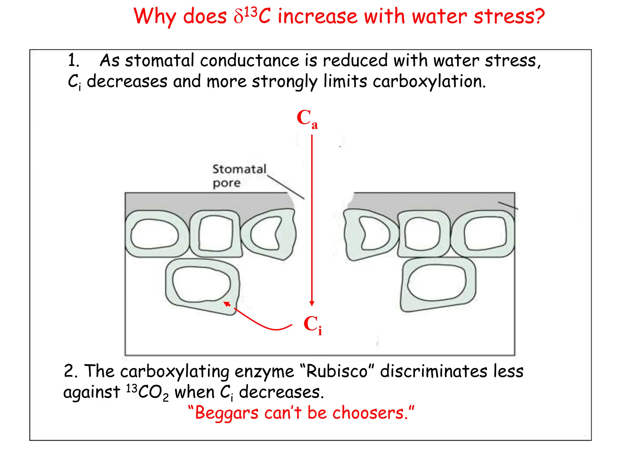 C4 and C3 photosynthetic pathway in plants | PPT
