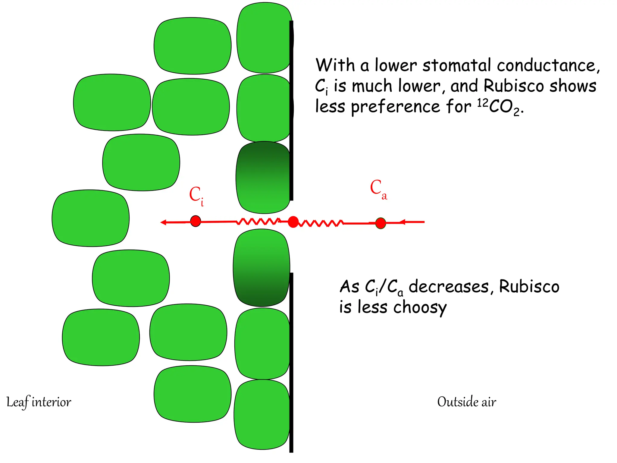 C4 and C3 photosynthetic pathway in plants | PPT