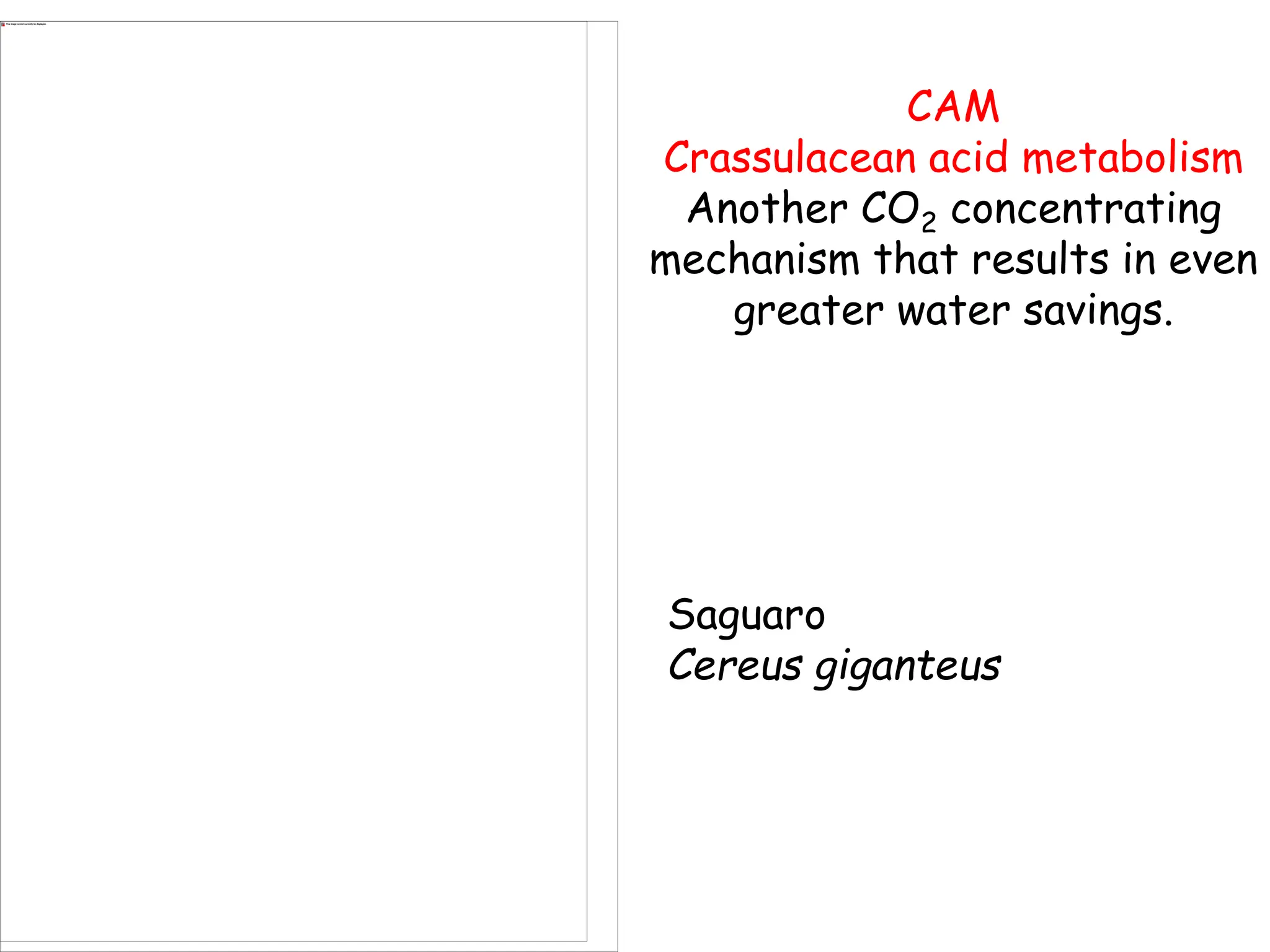 C4 and C3 photosynthetic pathway in plants | PPT