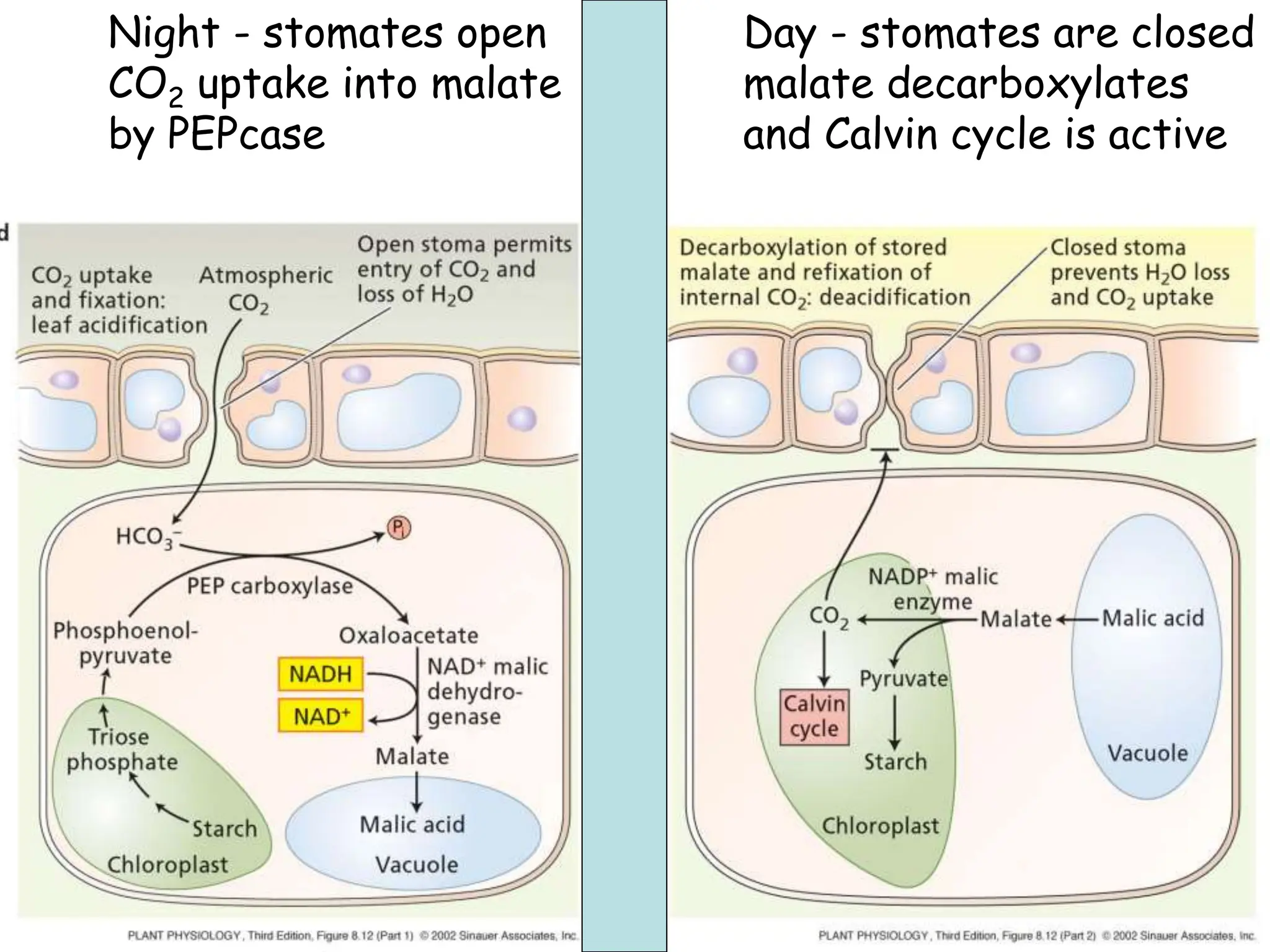 C4 and C3 photosynthetic pathway in plants | PPT