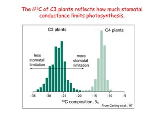 C4 and C3 photosynthetic pathway in plants | PPT