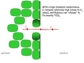 C4 and C3 photosynthetic pathway in plants | PPT