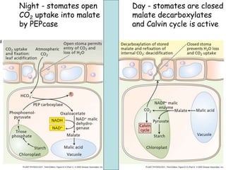 C4 and C3 photosynthetic pathway in plants | PPT
