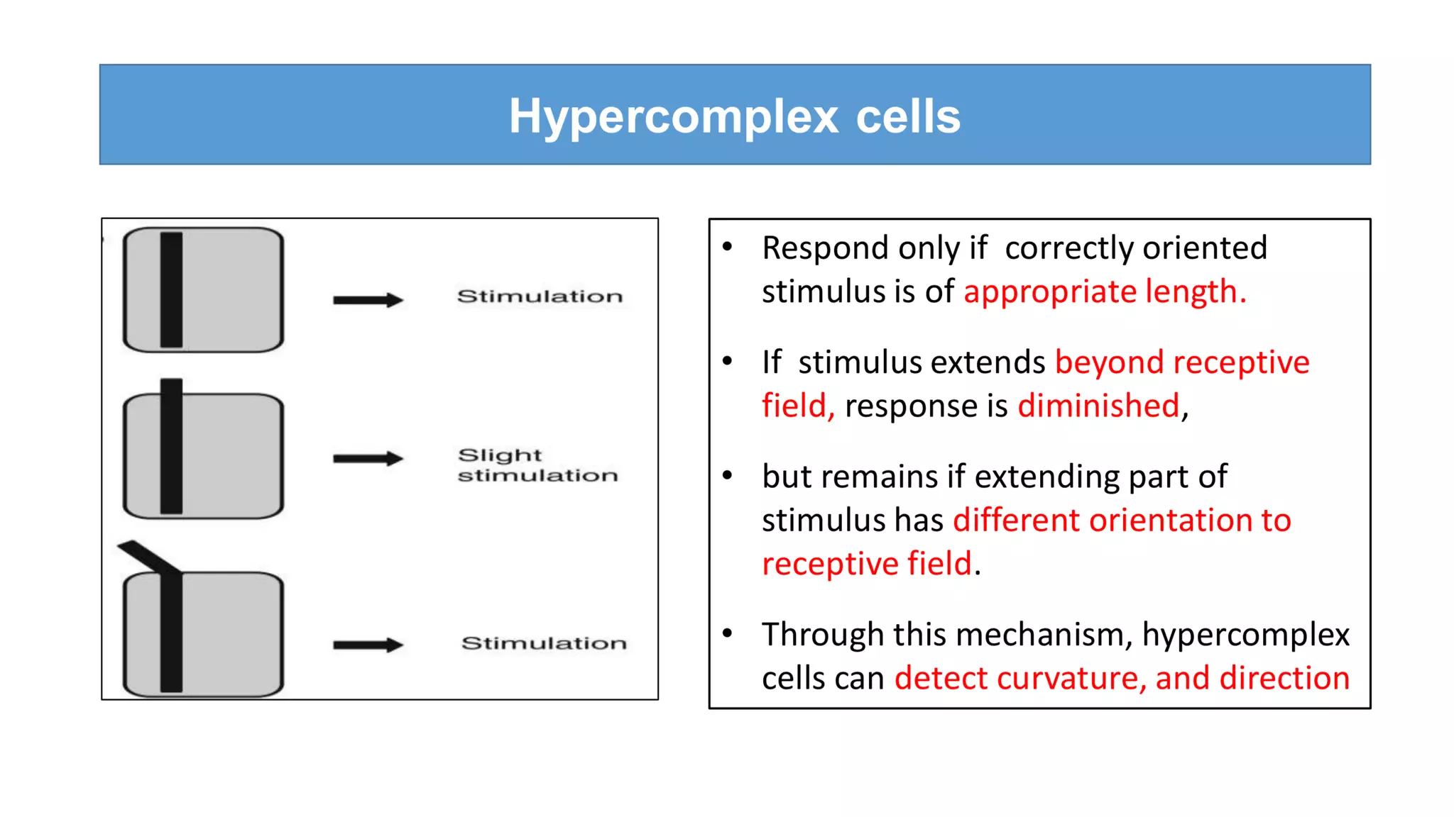Lecture 6/2022 Special senses -Vision 6 - Physiology of vision -Visual ...