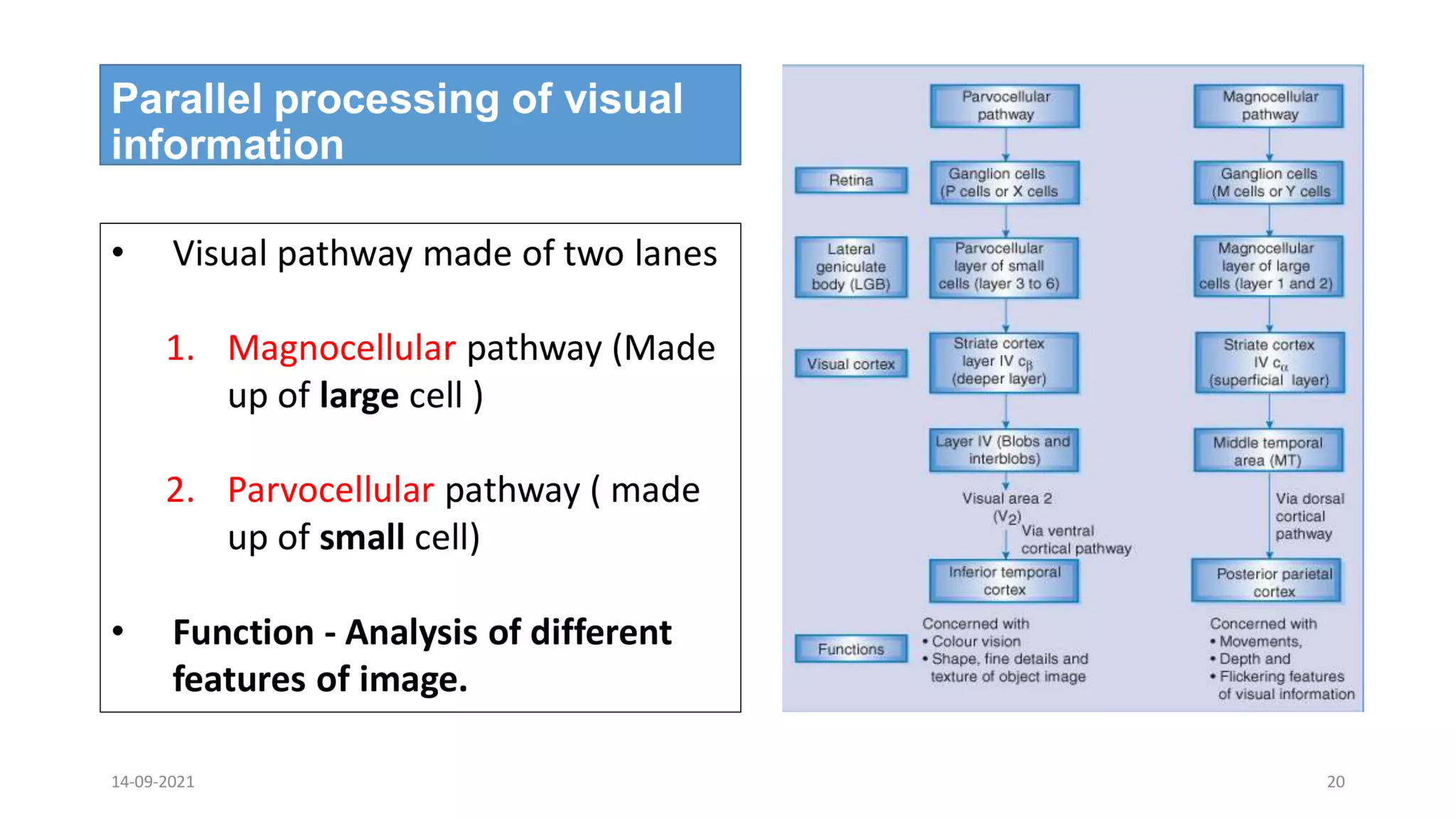 Lecture 6/2022 Special senses -Vision 6 - Physiology of vision -Visual cortex different cells ...