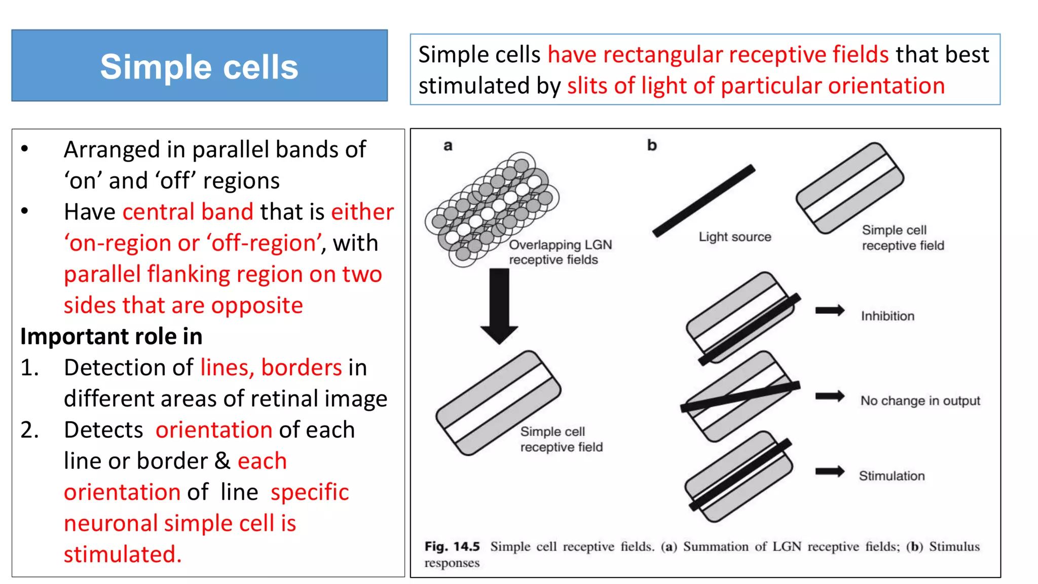 Lecture 6/2022 Special senses -Vision 6 - Physiology of vision -Visual ...