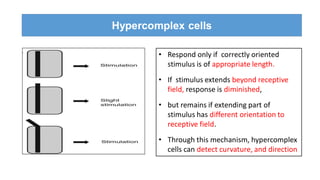 Lecture 6/2022 Special senses -Vision 6 - Physiology of vision -Visual ...
