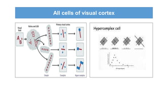 Lecture 6/2022 Special senses -Vision 6 - Physiology of vision -Visual ...