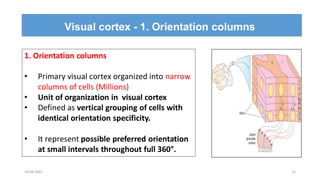 Lecture 6/2022 Special senses -Vision 6 - Physiology of vision -Visual cortex different cells ...