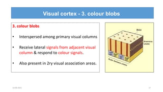 Lecture 6/2022 Special senses -Vision 6 - Physiology of vision -Visual ...