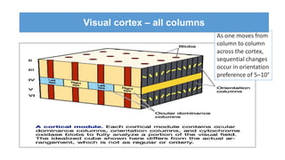 Lecture 6/2022 Special senses -Vision 6 - Physiology of vision -Visual ...