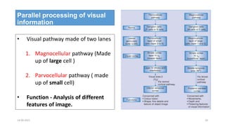 Lecture 6/2022 Special senses -Vision 6 - Physiology of vision -Visual ...