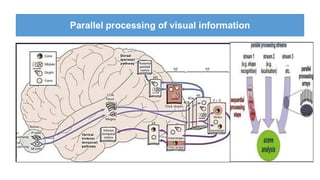 Lecture 6/2022 Special senses -Vision 6 - Physiology of vision -Visual ...
