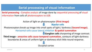 Lecture 6/2022 Special senses -Vision 6 - Physiology of vision -Visual ...
