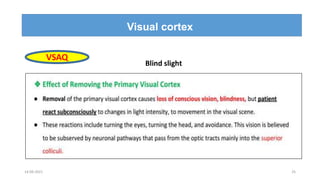 Lecture 6/2022 Special senses -Vision 6 - Physiology of vision -Visual ...