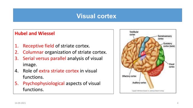 Lecture 6/2022 Special senses -Vision 6 - Physiology of vision -Visual ...