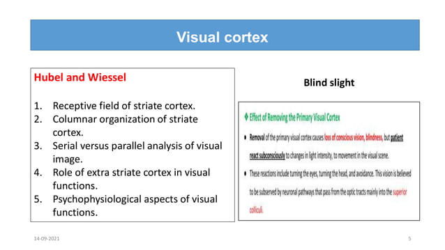 Lecture 6/2022 Special senses -Vision 6 - Physiology of vision -Visual cortex different cells ...
