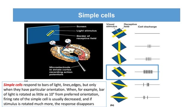 Lecture 6/2022 Special senses -Vision 6 - Physiology of vision -Visual ...