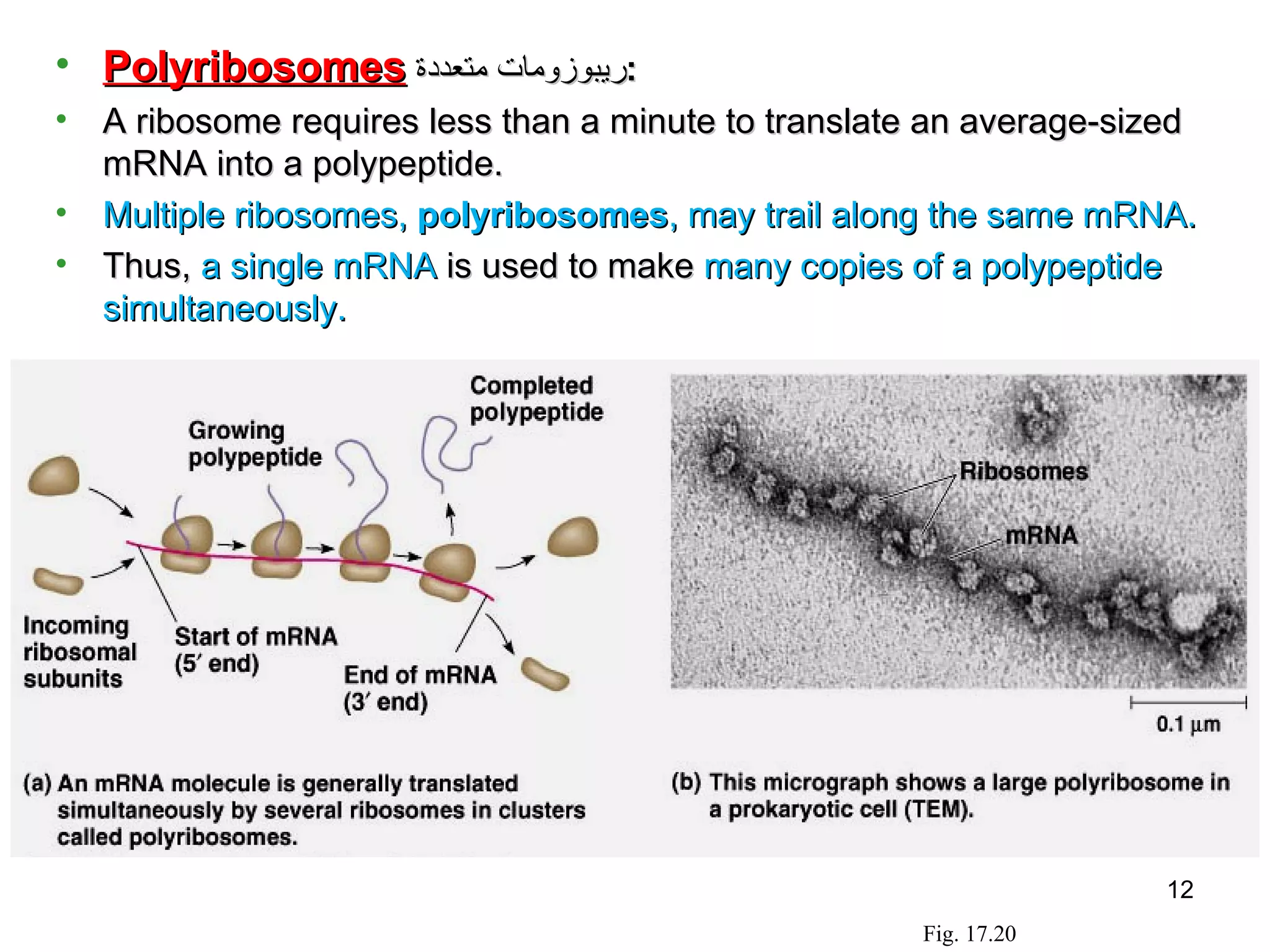 The Synthesis of Protein | PPT