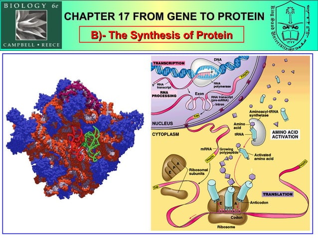 The Synthesis of Protein | PPT