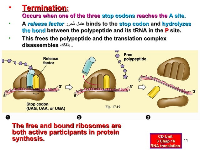The Synthesis of Protein | PPT