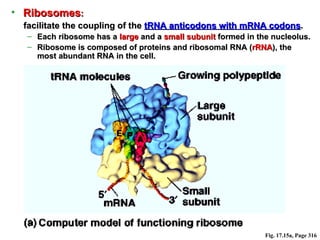 The Synthesis of Protein | PPT