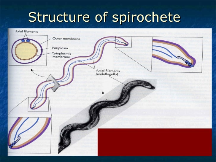 Bohomolets Microbiology Lecture #22
